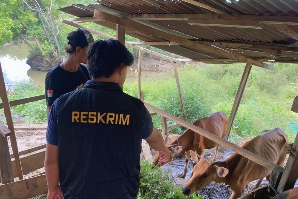 Warga Desa Kerta Bumi Diamankan Setelah Curi Sapi Betina, Polisi ...