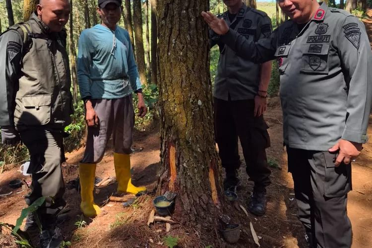 Reboisasi KPH Sukabumi, Langkah Nyata Jaga Alam – Desa Nusantara
