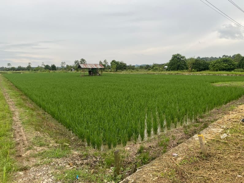 Margahayu Bangkit Lewat Kebun dan BUMDes – Desa Nusantara
