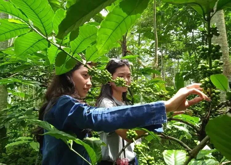 Desa Banyuanyar Wujudkan Wisata Edukasi Kampus Kopi dan Susu – Desa ...