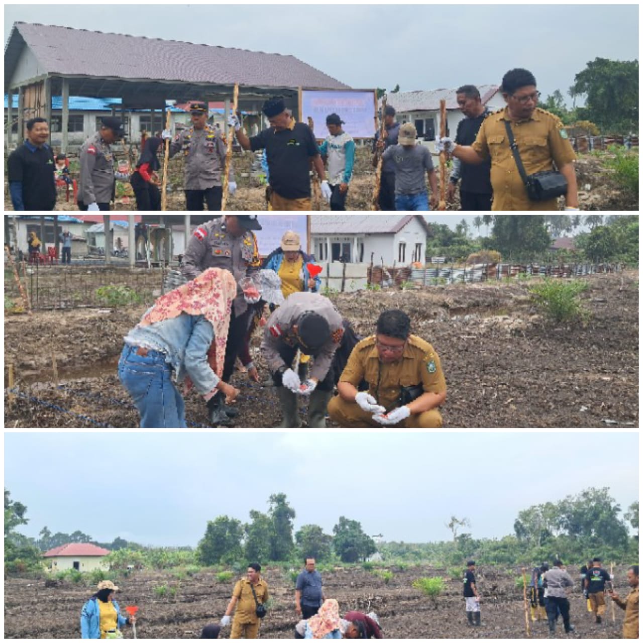 Pemdes Tanjung Punak Tanam Jagung untuk Perkuat Ketahanan Pangan – Desa ...